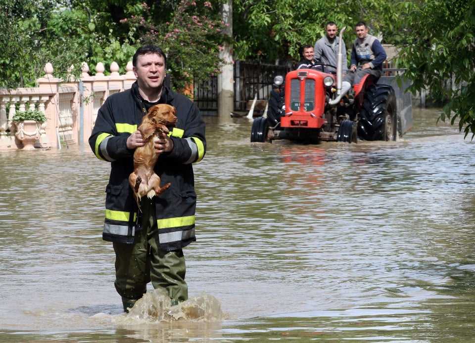 Animal Photos Of The Week: Rescuers Save Dogs From Tragic Flooding ...
