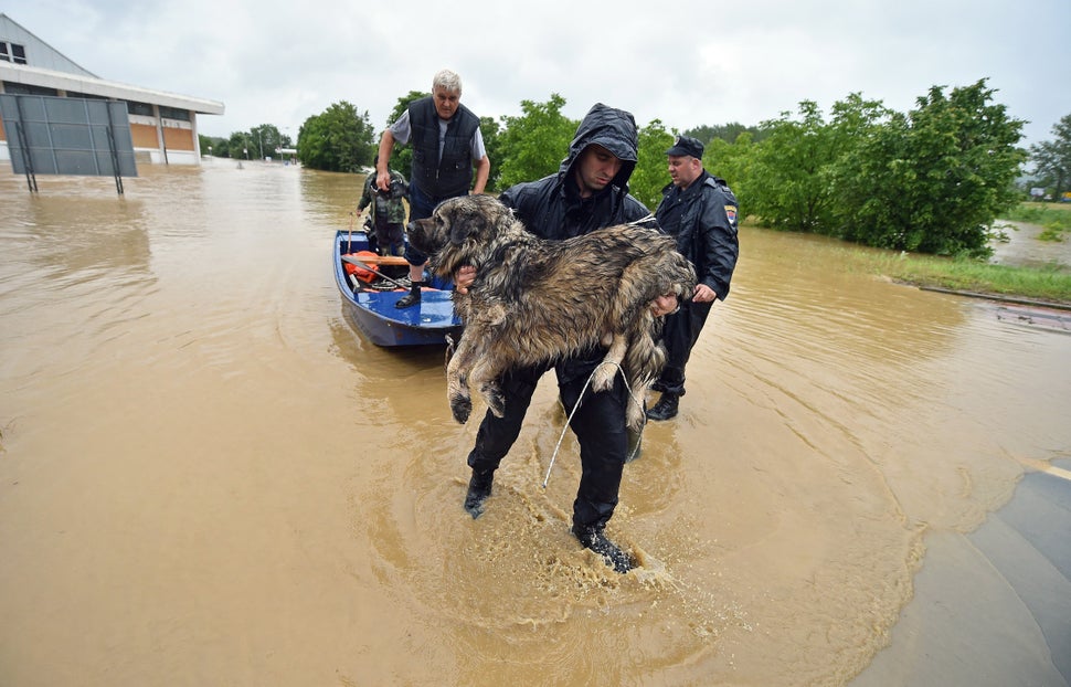 Animal Photos Of The Week: Rescuers Save Dogs From Tragic Flooding ...