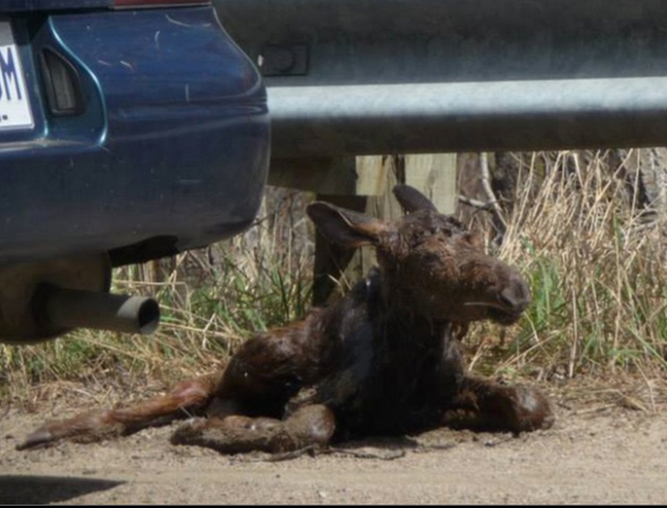 'Miracle Moose' Survives After She's Expelled From Mother In Collision ...