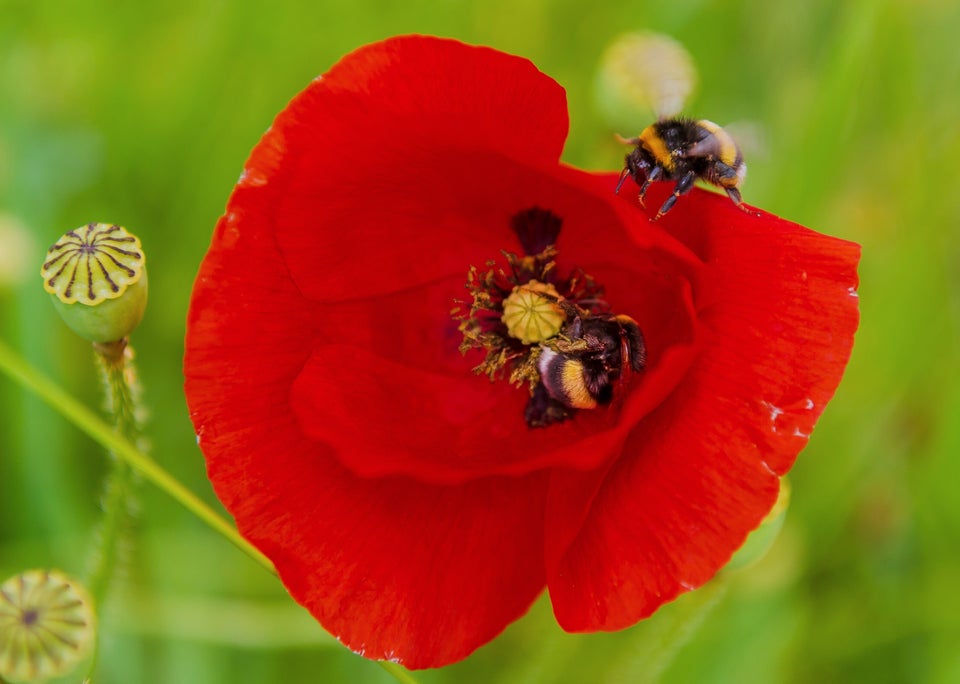 Animal Photos Of The Week: It's Time To Pollinate | HuffPost Impact