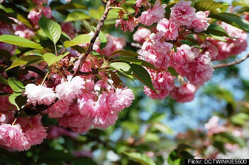 Spring Comes 10 Days Earlier In U.S. Due To Climate Change | HuffPost ...