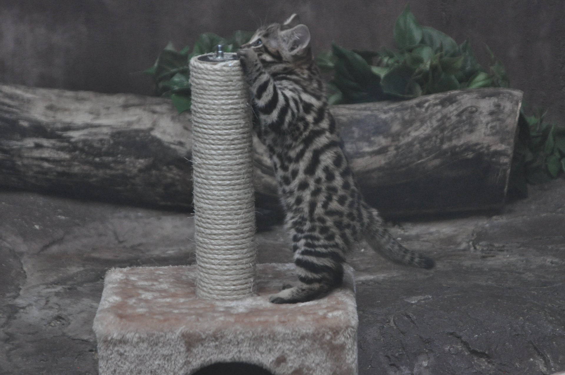 Philadelphia Zoo Welcomes Black-Footed Cat Kittens And We Are Freaking ...