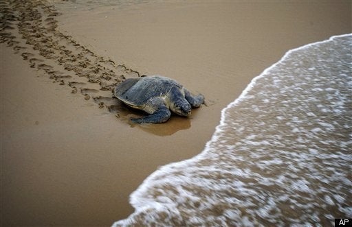 Turtles And Tourism Clash In Puerto Rico | HuffPost Impact