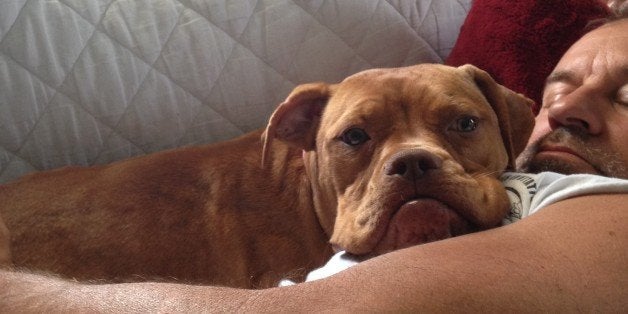 Pit Bulls Attack Their Human... WITH KISSES | HuffPost Impact