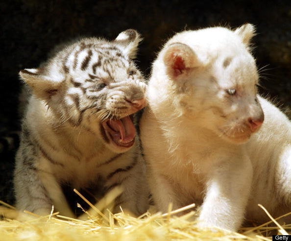 Chinese Tiger Dog: Trend For Pets To Mimic Tigers Catches On | HuffPost ...
