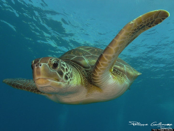 Hurt Sea Turtles Healed With Honey | HuffPost Impact