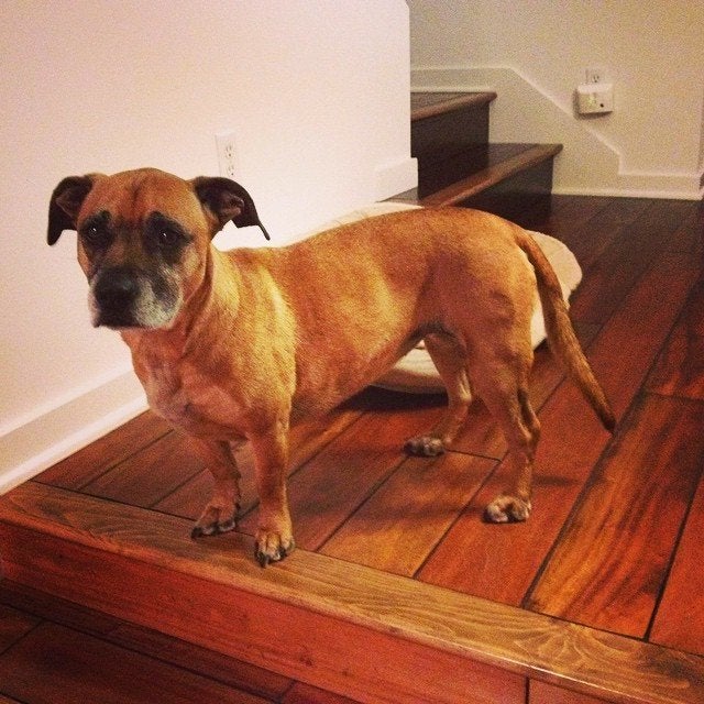 These Mutts Show Us That Amazing Dogs Come In All Shapes And Sizes ...