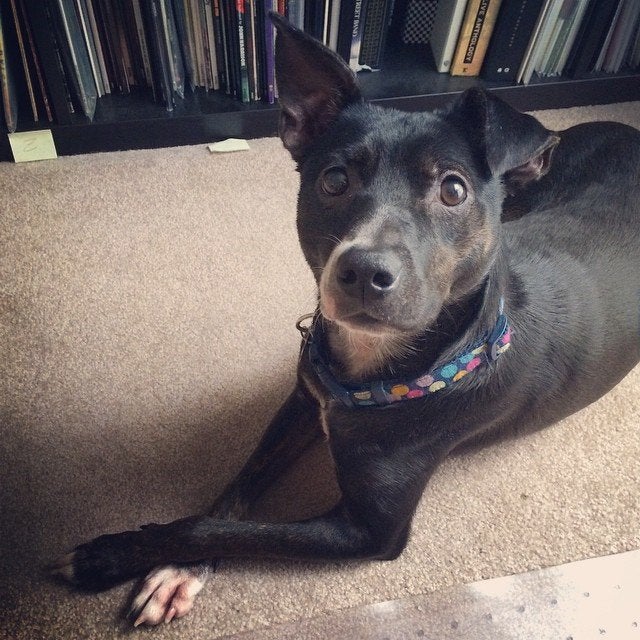 These Mutts Show Us That Amazing Dogs Come In All Shapes And Sizes ...