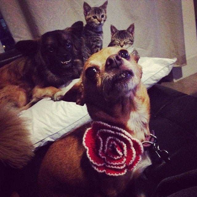 These Mutts Show Us That Amazing Dogs Come In All Shapes And Sizes ...