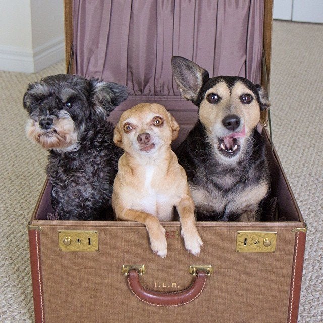 These Mutts Show Us That Amazing Dogs Come In All Shapes And Sizes ...