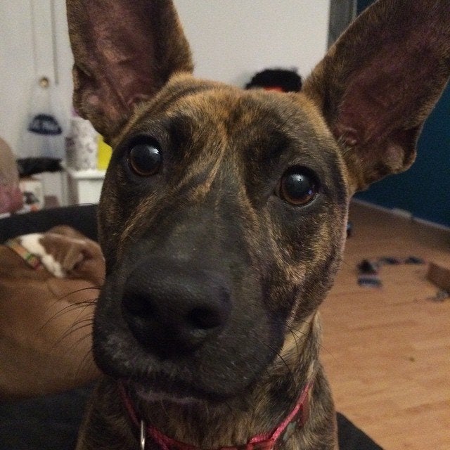 These Mutts Show Us That Amazing Dogs Come In All Shapes And Sizes ...