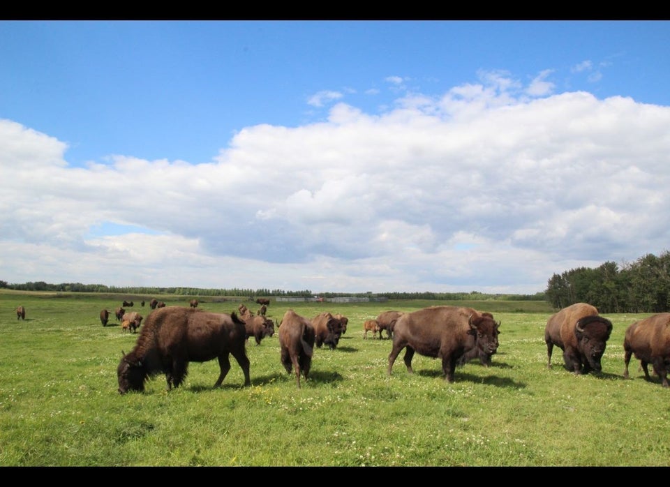 Bison Saved From Wolves By Perfectly Timed Taxi In Canada | HuffPost Impact