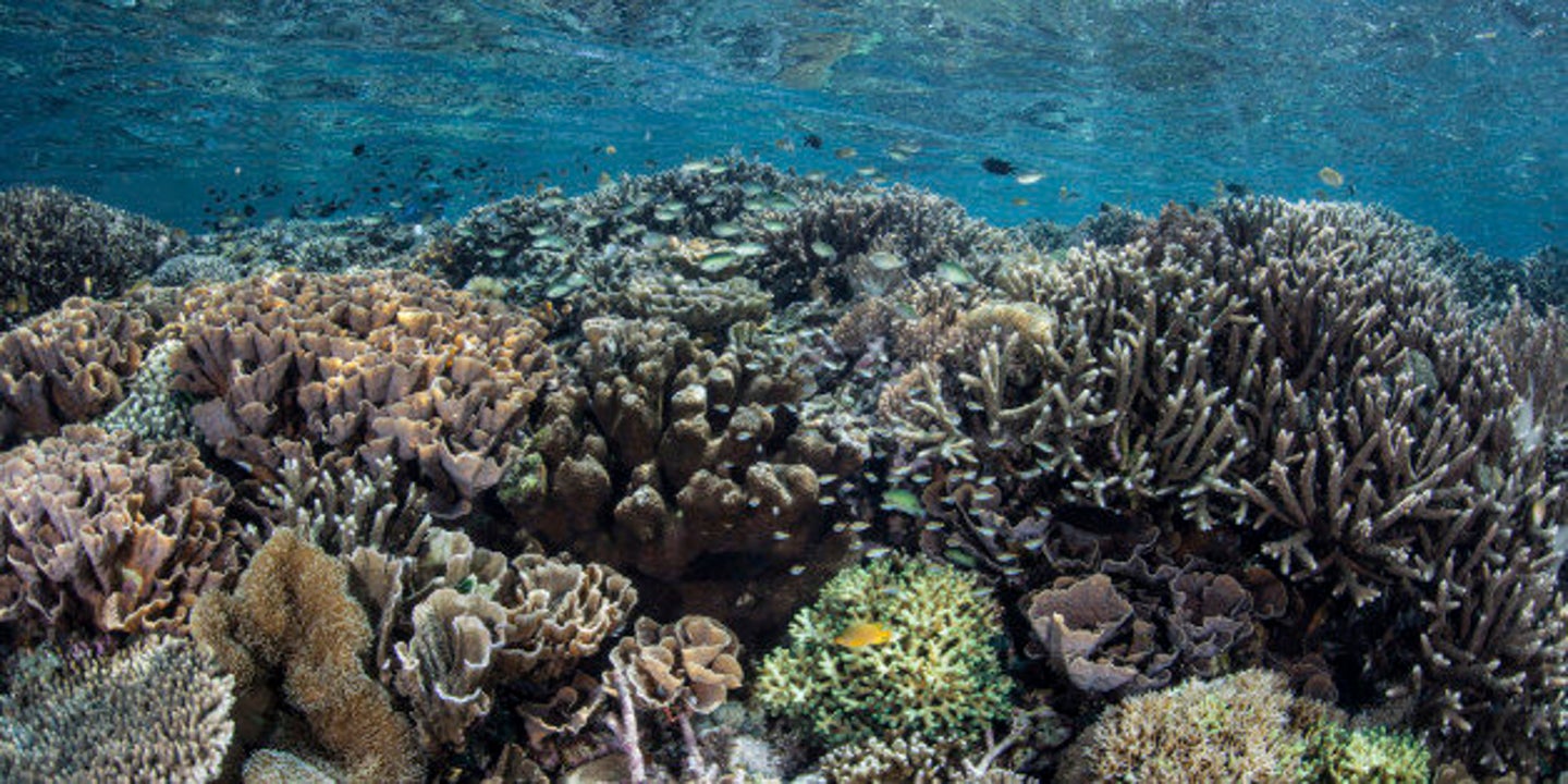 Coral Reefs Could Soon Fall Silent As Ocean Acidification Ravages ...