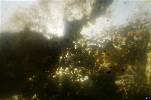 Oil Spill-Eating Microbes Multiplying In Gulf Plumes | HuffPost Impact