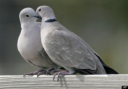 Turtle Dove Extinction Approaching In Britain | HuffPost Impact