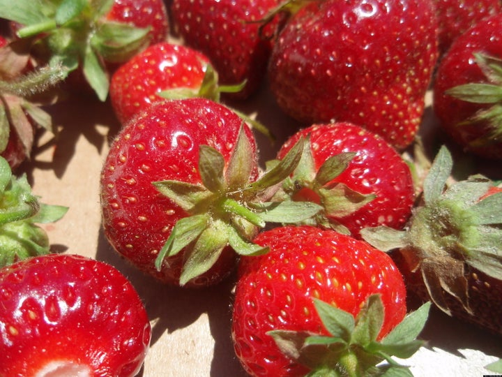 Pavlovsk Station, World's First Seed Bank, Faces Destruction | HuffPost ...