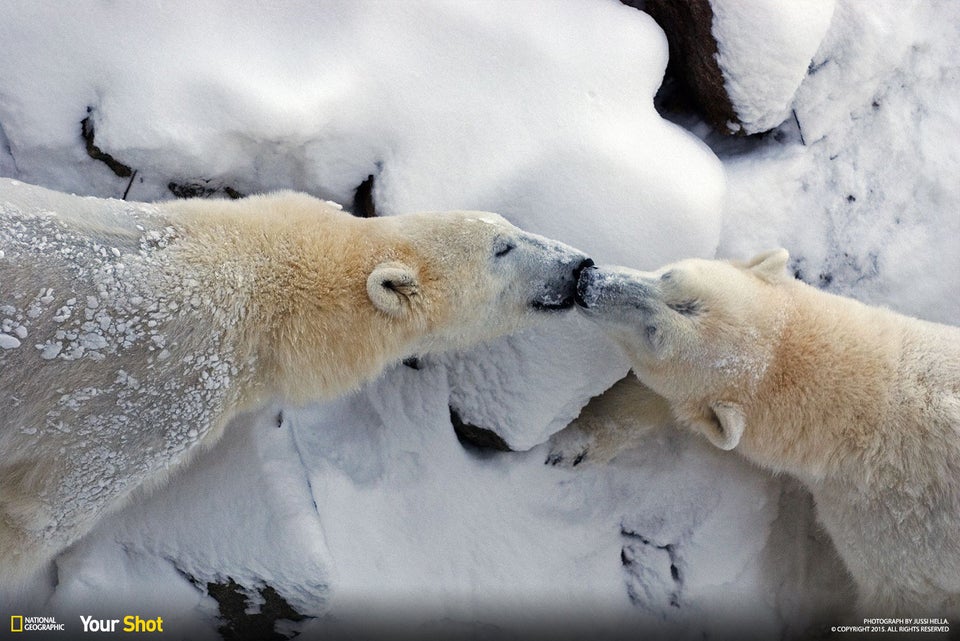 Celebrate International Polar Bear Day With These Stunning Photographs ...