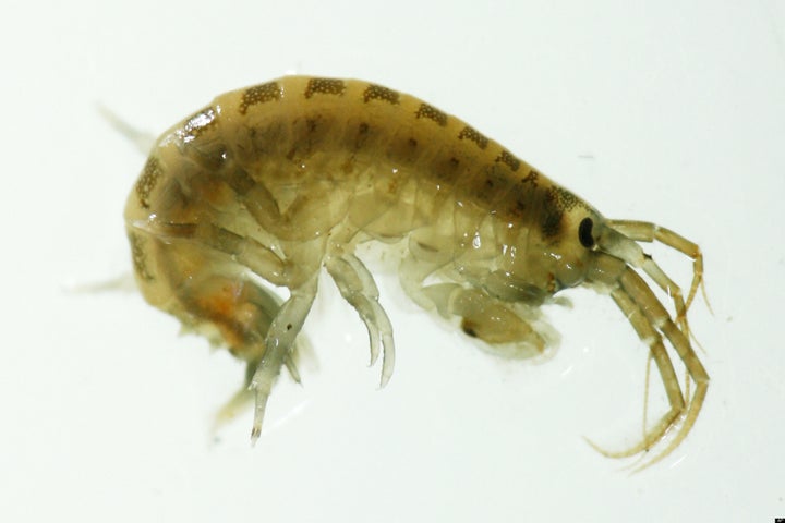 'Killer' Shrimp Found Invading UK | HuffPost Impact