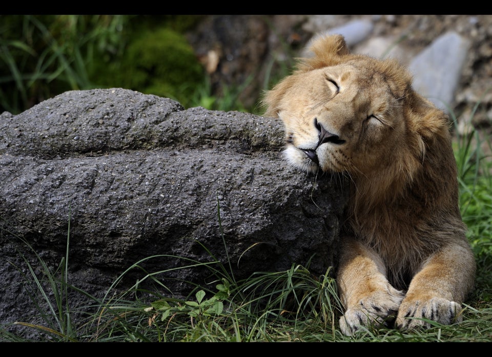 Animal Photos Of The Week | HuffPost Impact