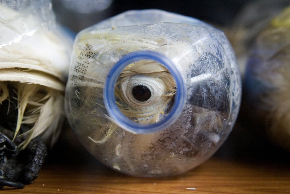 Wildlife Trafficker Tries To Smuggle 24 Endangered Cockatoos In Plastic ...