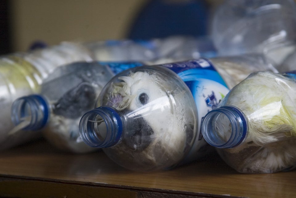 Wildlife Trafficker Tries To Smuggle 24 Endangered Cockatoos In Plastic ...