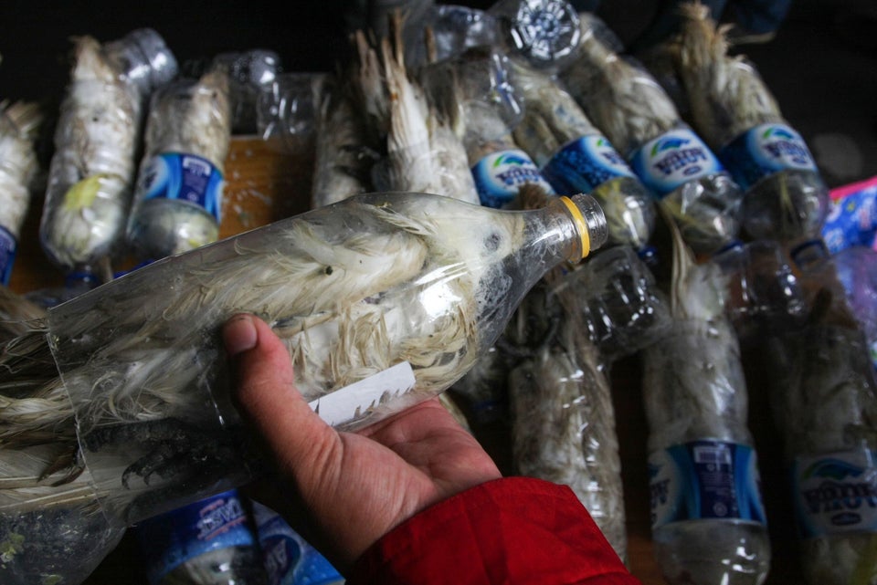 Wildlife Trafficker Tries To Smuggle 24 Endangered Cockatoos In Plastic ...