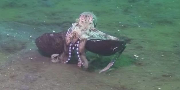 Incredible Octopus Behavior Nearly Caused Scientist To Drown From ...