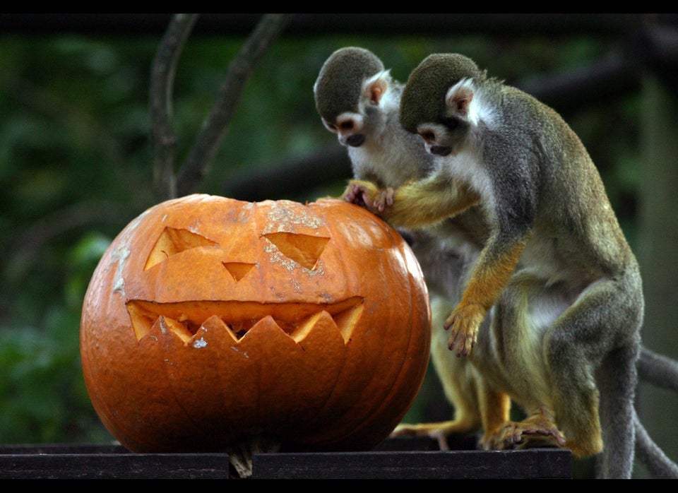 Animals Love Pumpkins On Halloween (PHOTOS) | HuffPost Impact