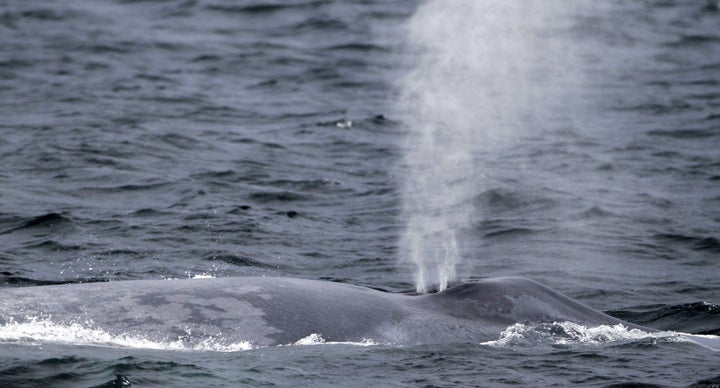 Karina Acevedo-Whitehouse Wins Ig Nobel Prize For Collecting Whale Snot ...