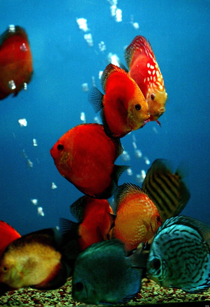 Discus Fish Are Mammal-Like Parents: Study | HuffPost Impact