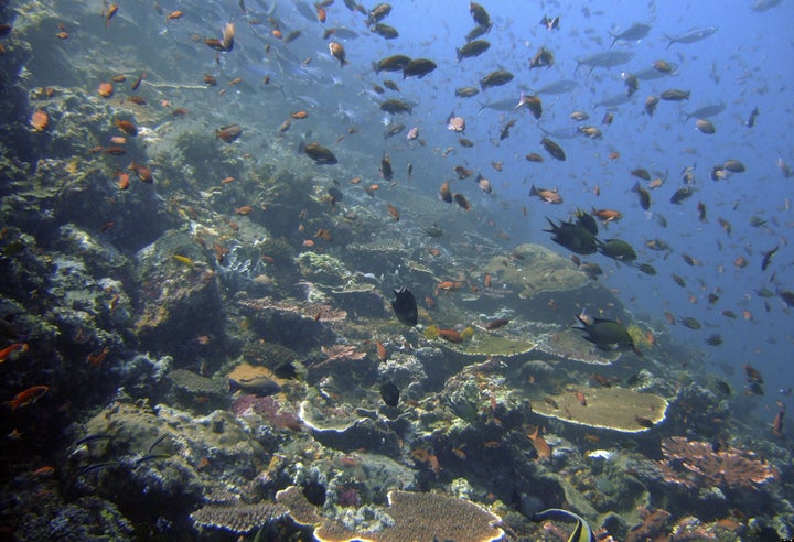 World's Largest Marine Reserve Established In Chagos Archipelago, Twice ...