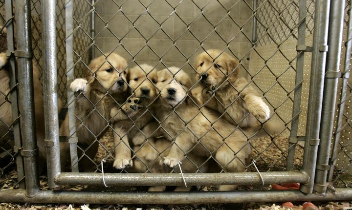 New Dog Breeding Laws Raise The Bar For Animal Rights HuffPost Impact new-dog-breeding-laws-raise-the-bar-for-animal-rights-huffpost-impact