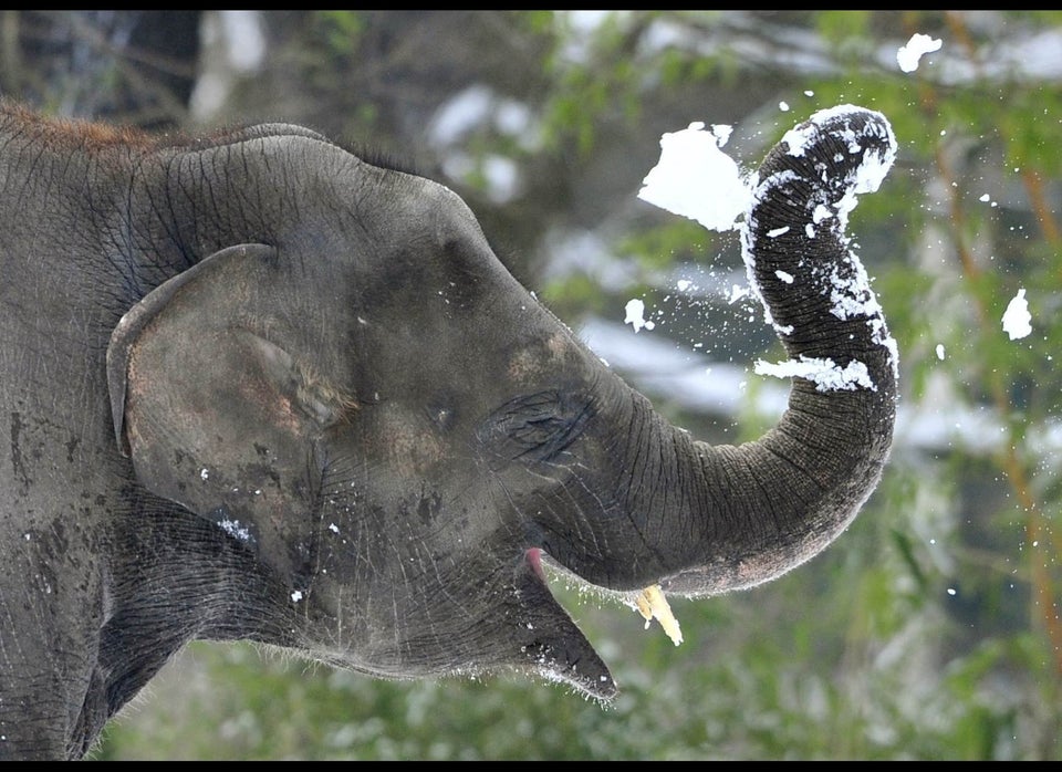 Elephants Play In Snow At Berlin Zoo (PHOTOS) | HuffPost Impact