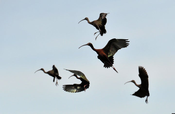 'Ninja' Bird, Xenicibis Xympithecus, Discovered With Weapon-Like Wings ...