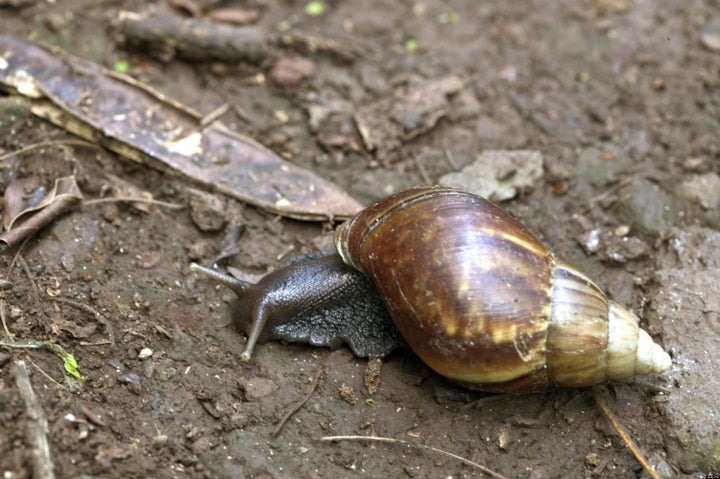 Brazilian Deadly Snail