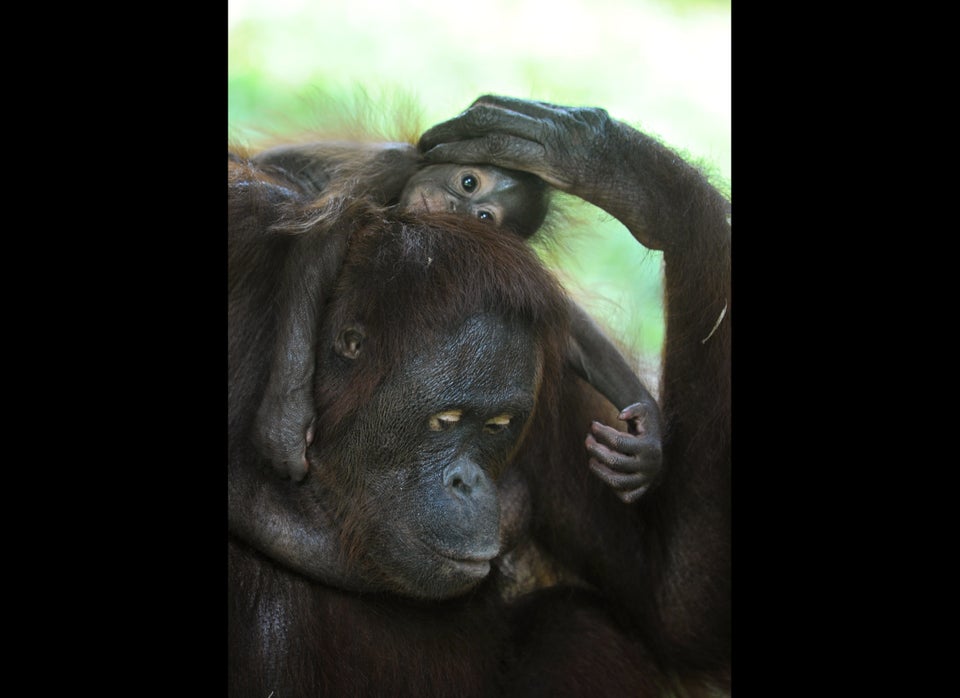 Baby Orangutan's Paternity Test Has Surprise Worthy Of Maury Povich ...