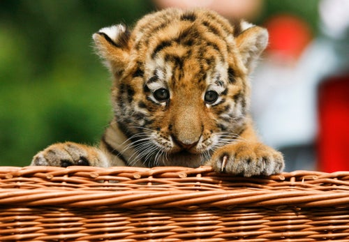 Siberian Tiger Population Wild Tiger Population Rises For First Time
