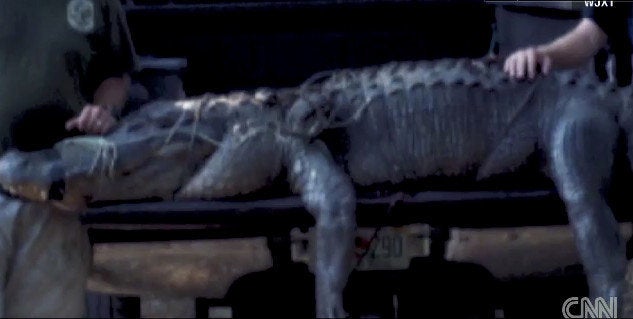 12-Foot, 650-Pound Alligator Caught And Killed In Florida (VIDEO ...