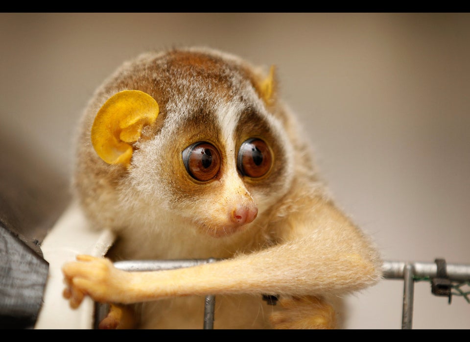 Slender Loris Gets A Checkup (PHOTOS) | HuffPost Impact