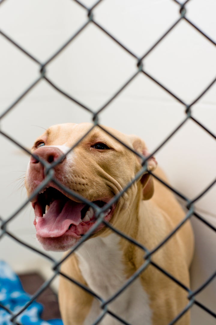 Bait Dog Gets a Second Chance (VIDEO) | HuffPost Impact