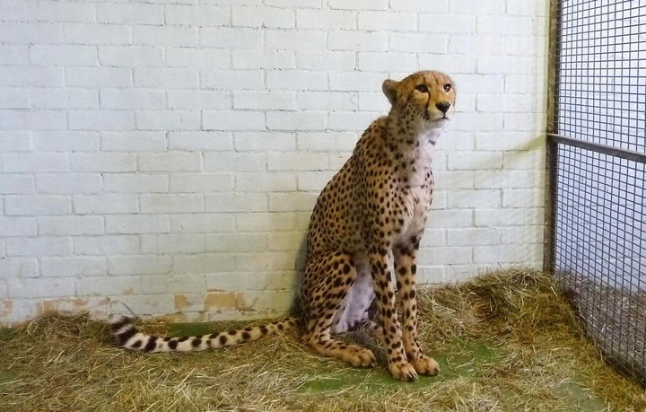 Why Helping People Is Key to Saving the Endangered Cheetah | HuffPost ...