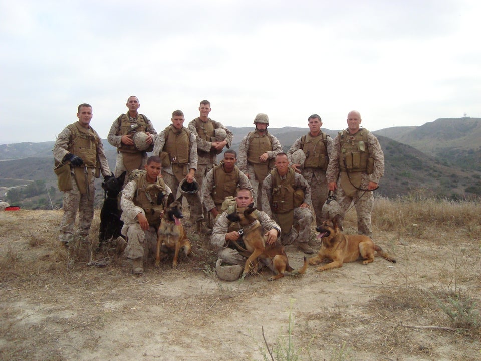 Lucca, Military Dog Who Worked In Afghanistan, Tours HuffPost Offices ...
