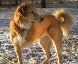 Dogs Of Valor Awards: Animal Heroes Honored For Saving Lives | HuffPost ...