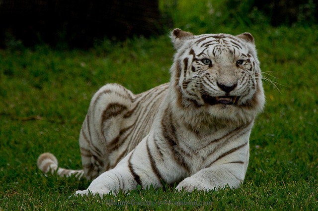 Artist Pleads Guilty To Wildlife Smuggling | HuffPost Entertainment