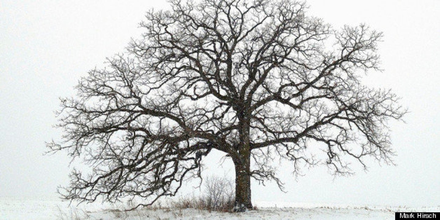 'That Tree': Photographer Mark Hirsch Becomes One With An Oak Tree In ...