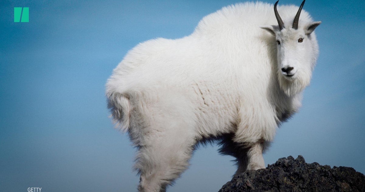 Goats Thirsting For Human Pee & Sweat | HuffPost Videos