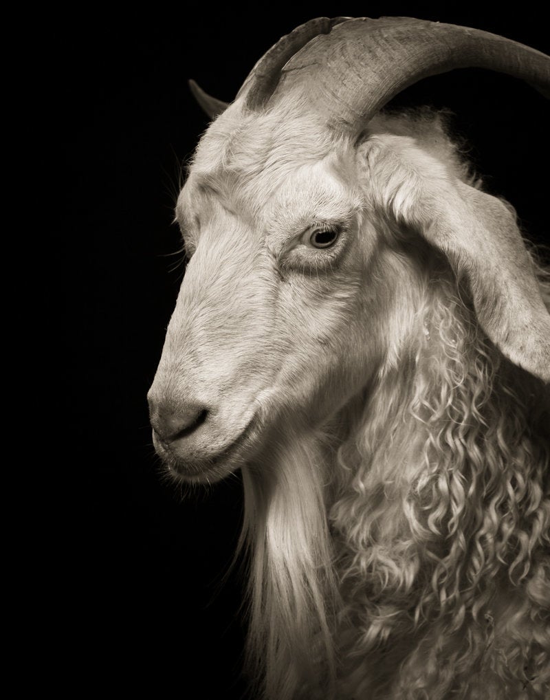 Goats And Sheep Do Their Best Human Expressions | HuffPost Entertainment