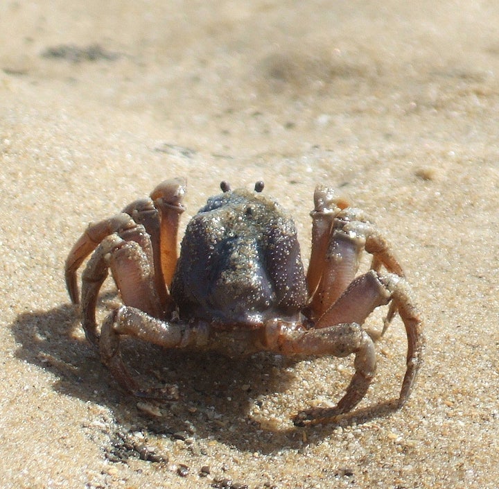 Computers Could Be Powered By Swarms Of Crabs Fearing For Their Lives ...