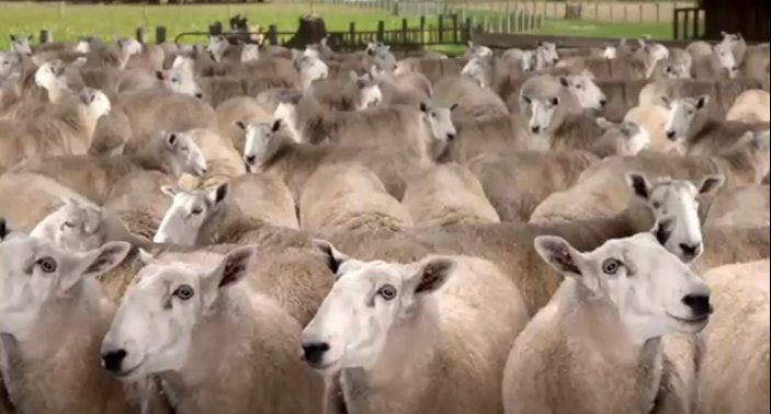 'Galaxy S III' Teaser: Samsung Mocks iPhone 'Sheeple' (VIDEO ...