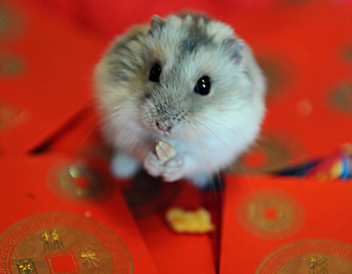 Mouse Grounds Plane At New York's JFK Airport | HuffPost Life